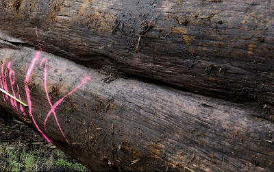 Death of the Megafauna | Sardinian Disruption